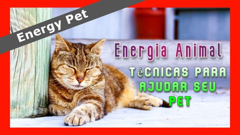 Energia Animal - 4 Técnicas Simples Para Ajudar Seu Companheiro De ...
